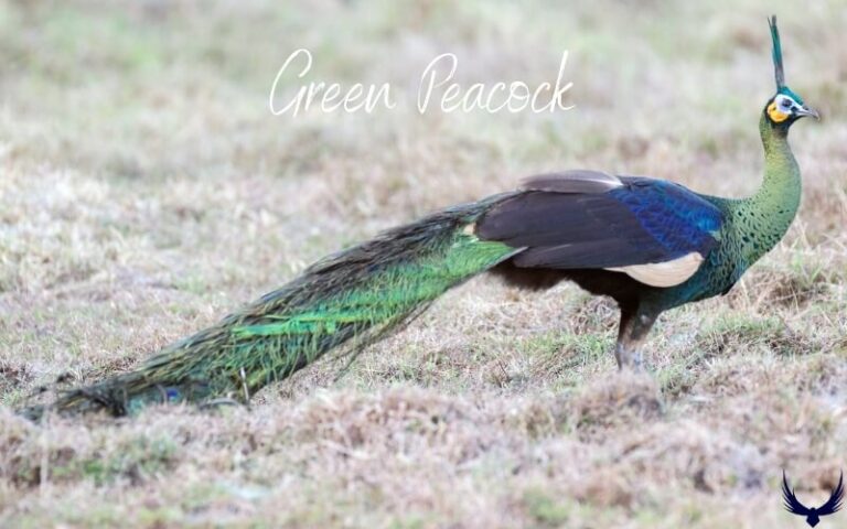 How Much is a Peacock Bird Cost? Peacock Bird Prices 2024
