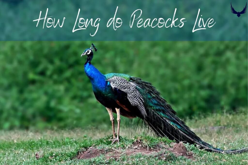 How Long do Peacocks Live in Wild 2026 (Peacock Lifespan)