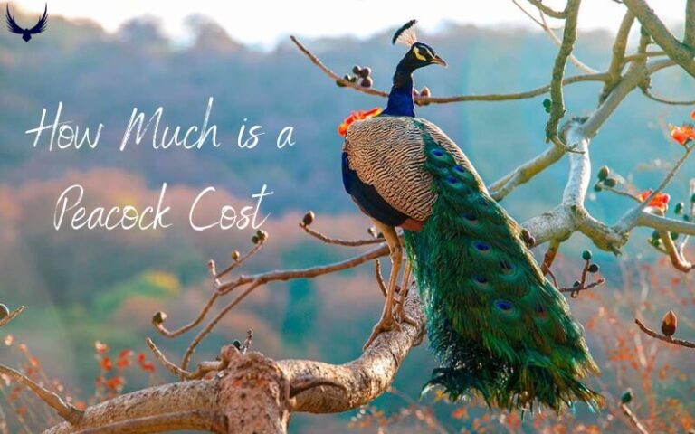 How Much is a Peacock Bird Cost? Peacock Bird Prices 2024