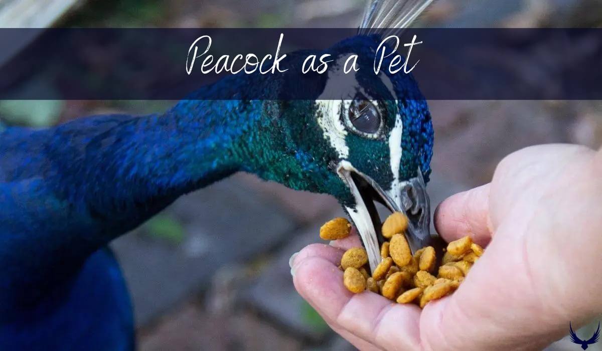 What Do Peacocks Eat and Drink 2025 (Peacock Food List)