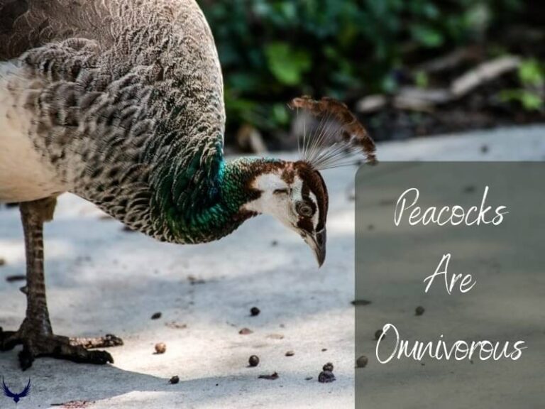 What Do Peacocks Eat and Drink 2025 (Peacock Food List)