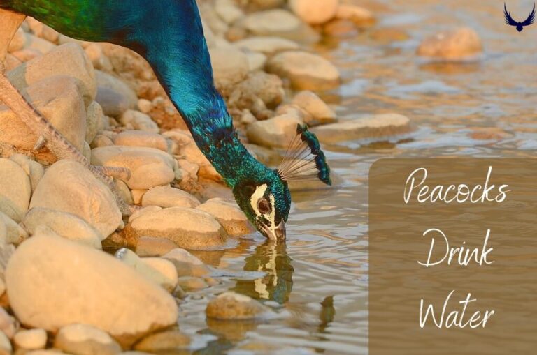 What Do Peacocks Eat and Drink 2026 (Peacock Food List)