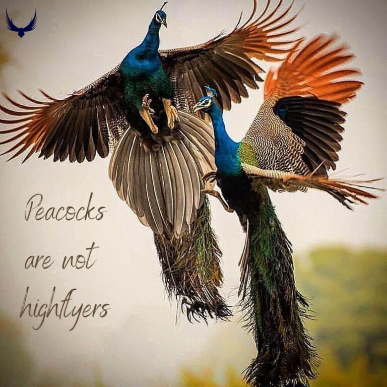 Can Peacocks Fly? Explore How high & far do Peacock fly 2024