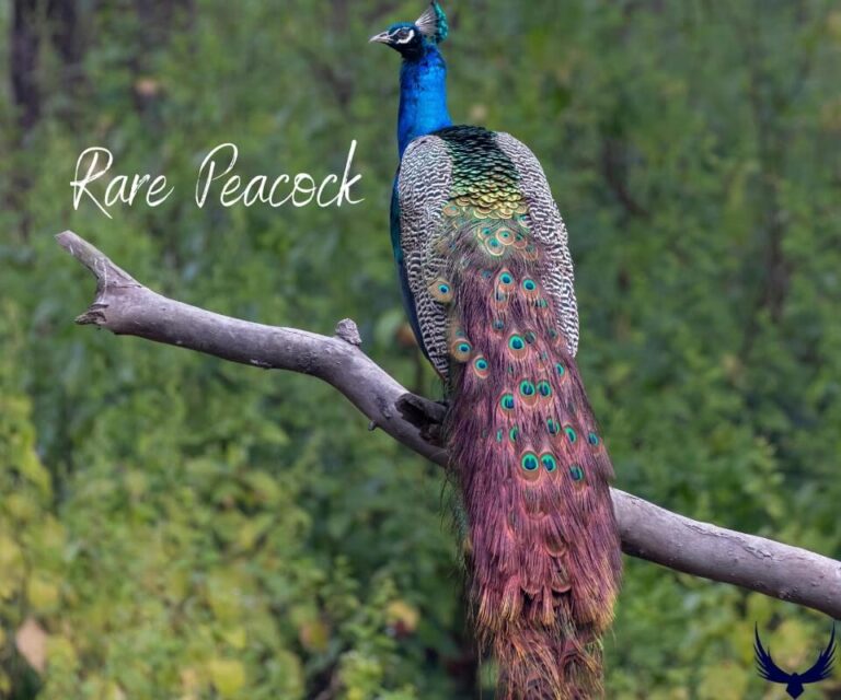 How Much is a Peacock Bird Cost? Peacock Bird Prices 2024
