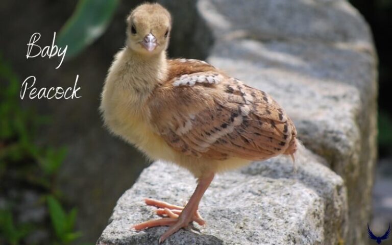 How Much is a Peacock Bird Cost? Peacock Bird Prices 2024