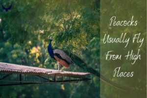 Can Peacocks Fly? Explore How high & far do Peacock fly 2024