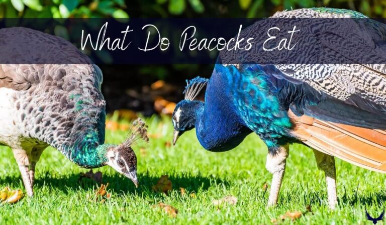 What Do Peacocks Eat and Drink 2025 (Peacock Food List)