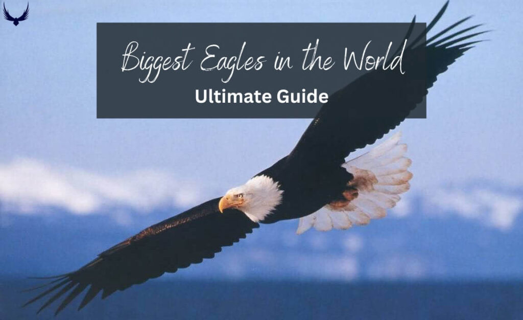 Biggest Eagles in the World by Wingspan, Weight & Height