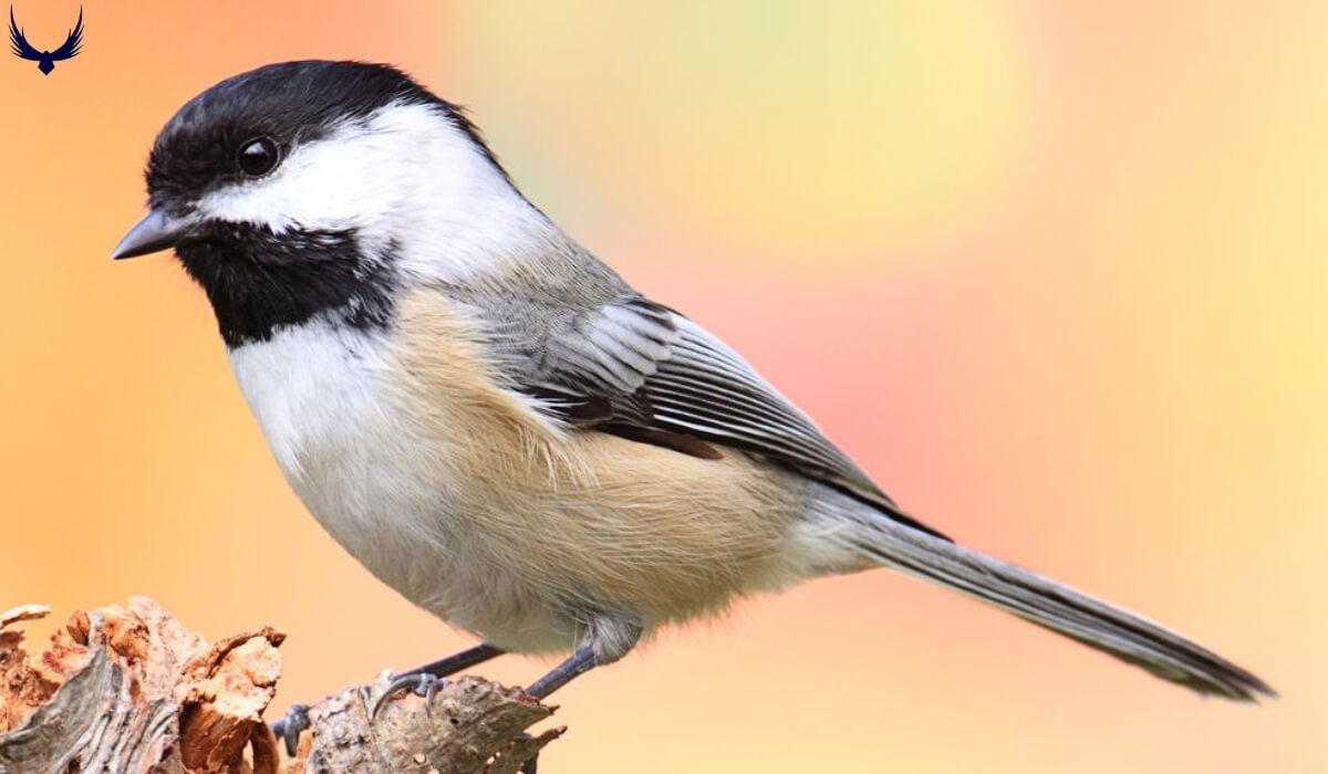 18 Most Common Birds of Michigan: Raptors to Songbirds