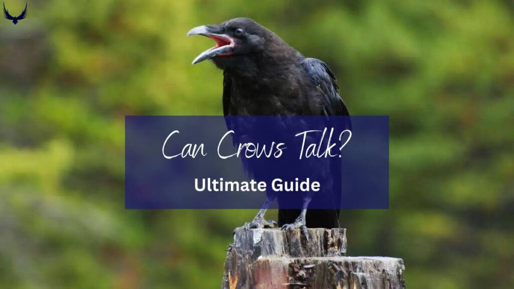 Can Crows Talk Like Humans and Parrots? Discover the Facts