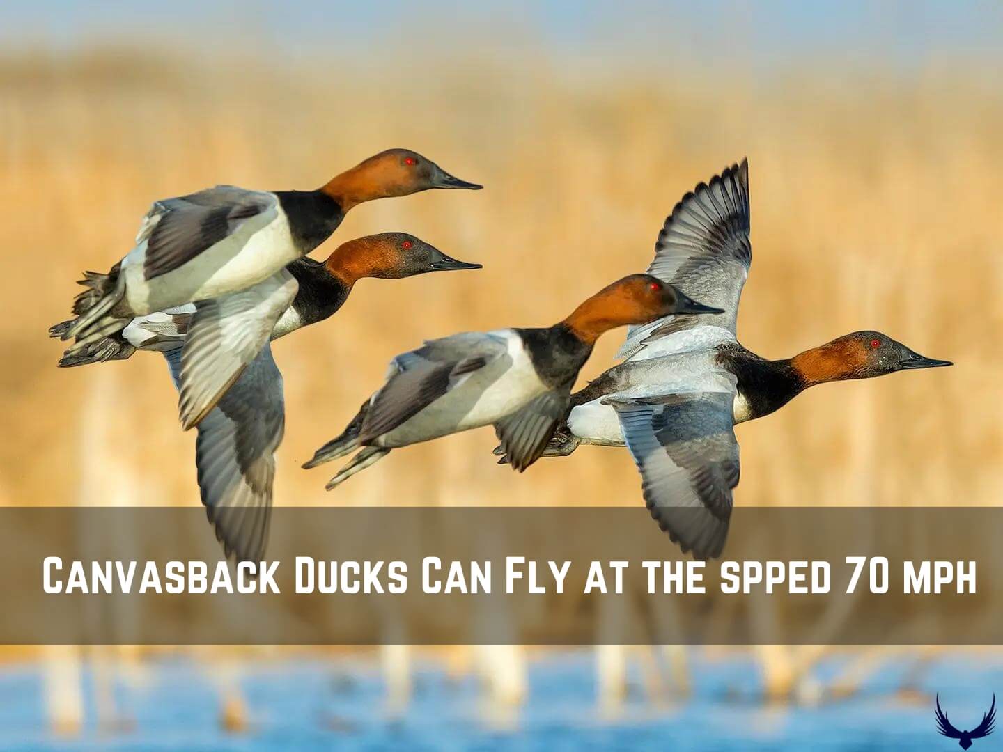 How Fast, Far, & High Can Ducks Fly? Flight Mechanism 2024