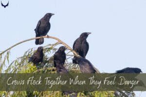 What is a Group of Crows Called? Answering Your Curiosity!