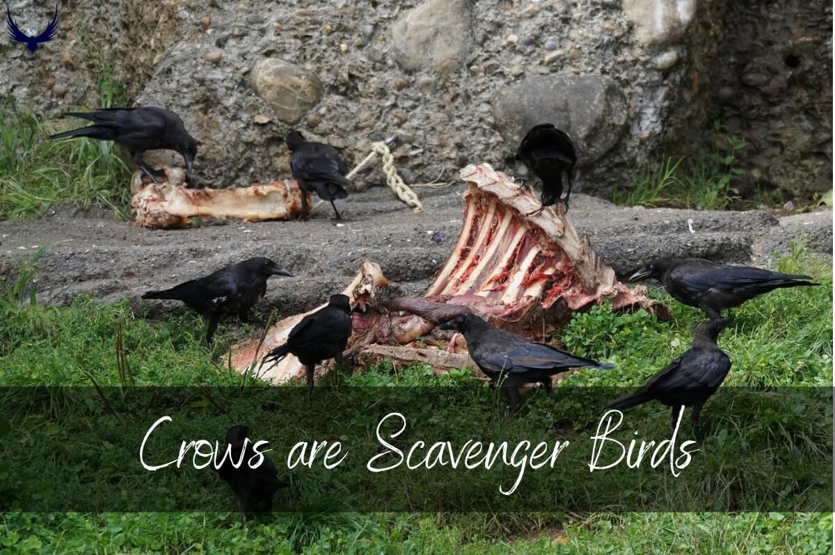 What is a Group of Crows Called? Answering Your Curiosity!