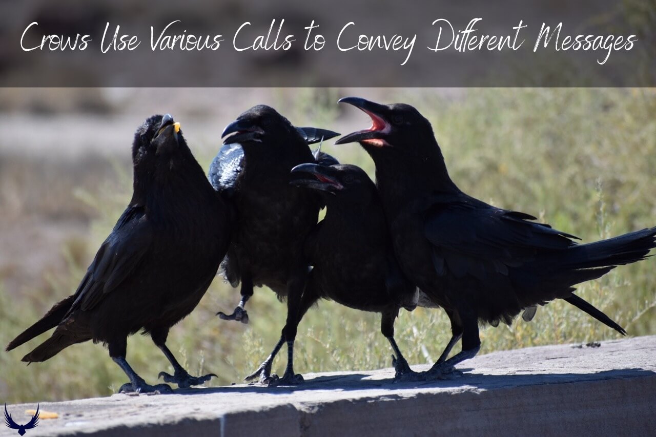 Can Crows Talk Like Humans and Parrots? Discover the Facts