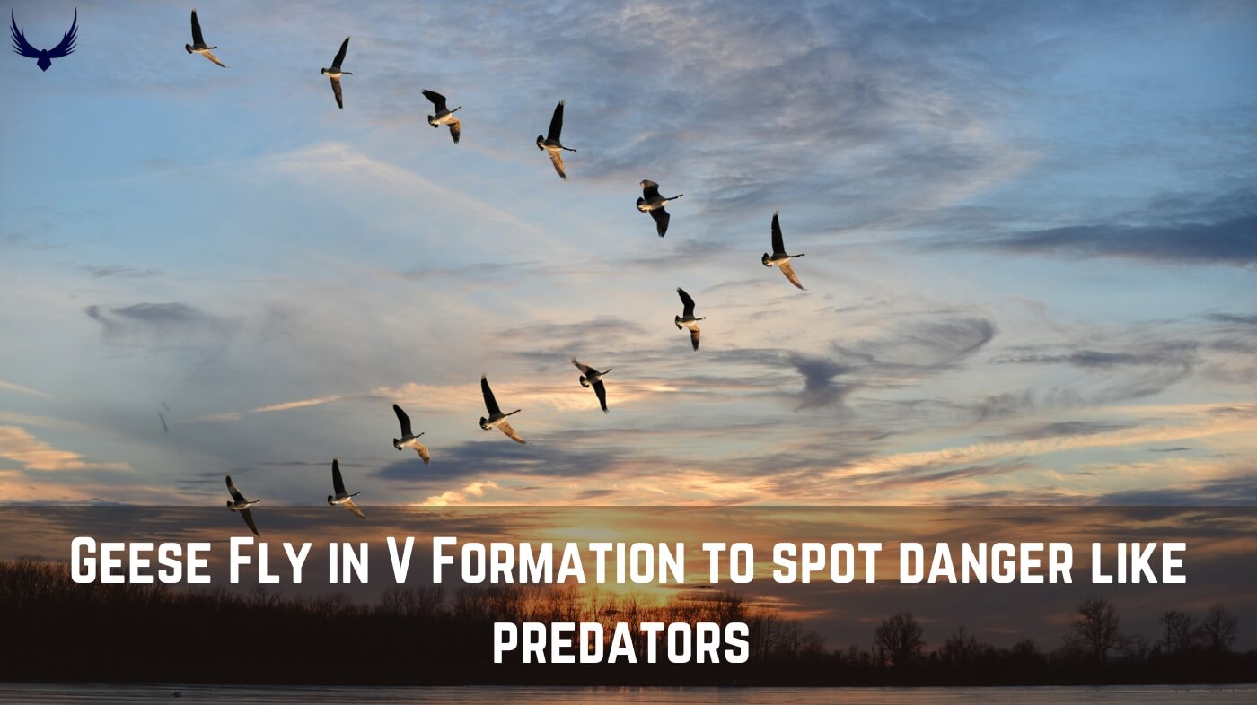 Discover Facts Behind Why do Geese Fly in a V Formation 2024
