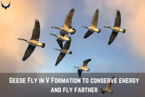 Discover Facts Behind Why do Geese Fly in a V Formation 2024