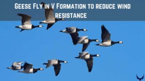 Discover Facts Behind Why do Geese Fly in a V Formation 2024
