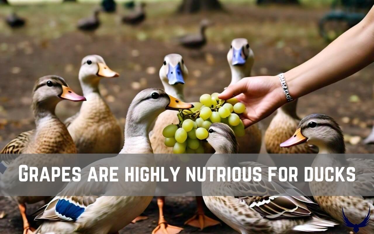 Can Ducks Eat Grapes? Nutritional Benefits & Risks 2025