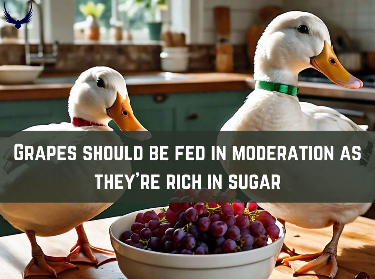 Can Ducks Eat Grapes? Nutritional Benefits & Risks 2026