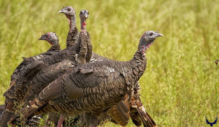 What is a Group of Turkeys Called? A Gaggles or Rafter? 2024