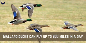 How Fast, Far, & High Can Ducks Fly? Flight Mechanism 2024