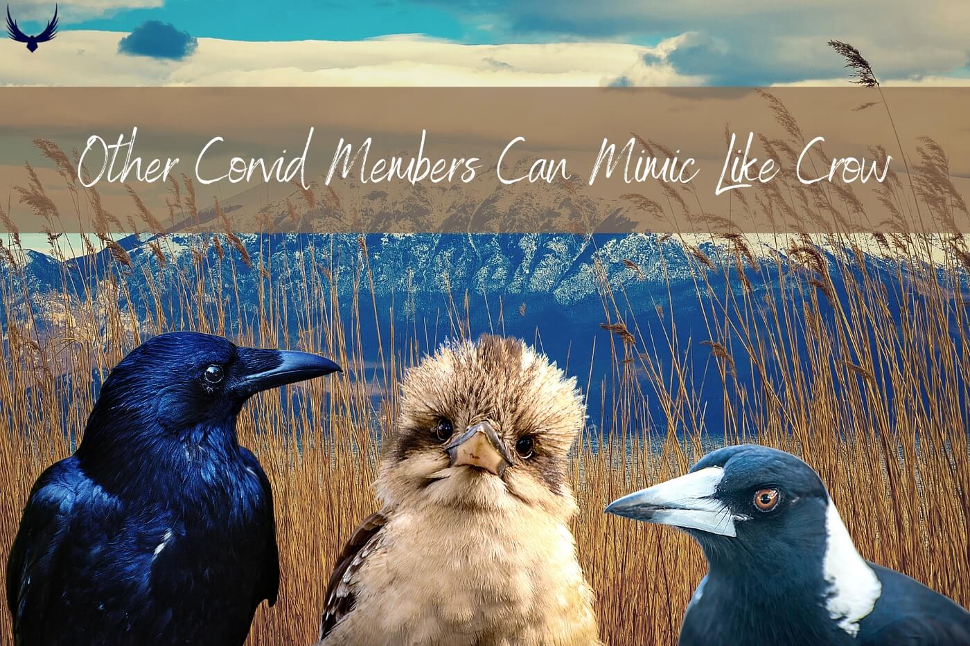 Can Crows Talk Like Human and Parrot? Discover Facts (2025)