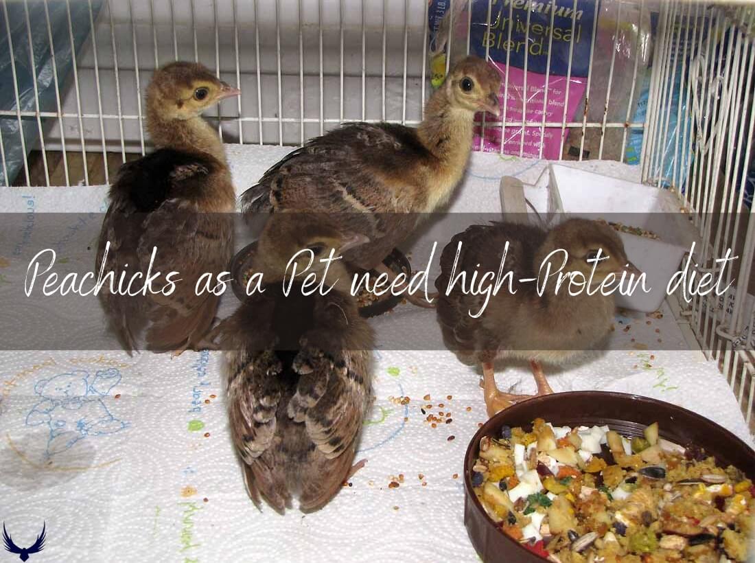 Baby Peacocks: Discover Peachick Life Cycle, Diet, & Cost