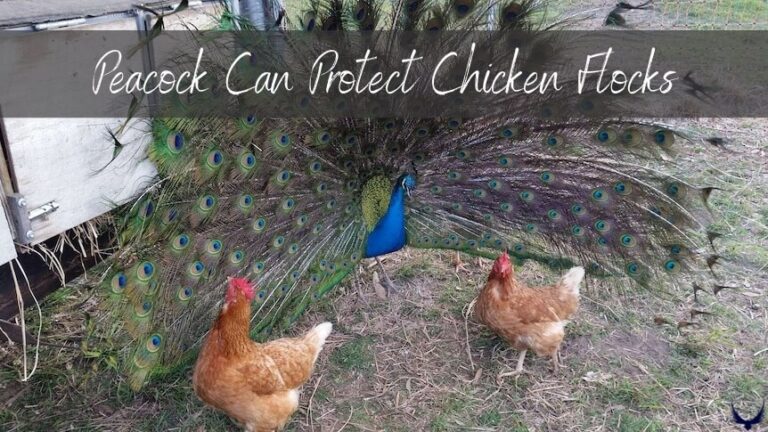 Where do Peacocks Live & Where are Peacocks Native to? 2024