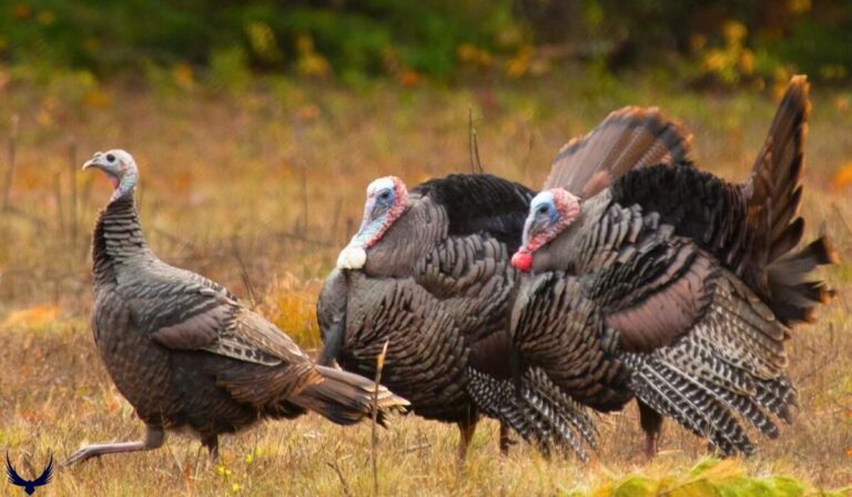 What is a Group of Turkeys Called? A Gaggles or Rafter? 2024