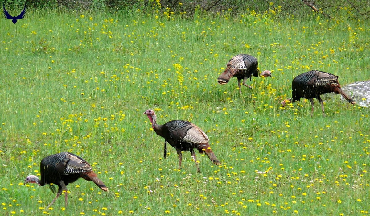 What is a Group of Turkeys Called? A Gaggles or Rafter? 2024