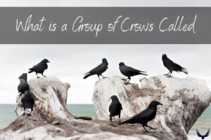 What is a Group of Crows Called? Answering Your Curiosity!