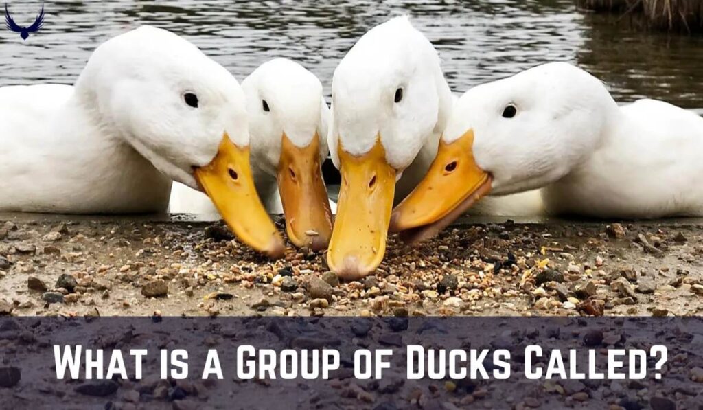 What is a Group of Ducks Called? A Raft or Paddling? 2024