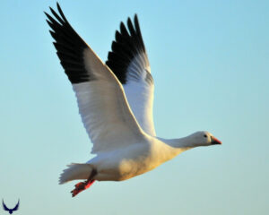 Discover Facts Behind Why do Geese Fly in a V Formation 2024