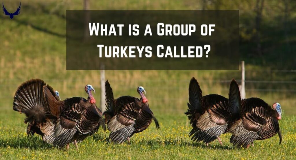 What is a Group of Turkeys Called? A Gaggles or Rafter? 2024