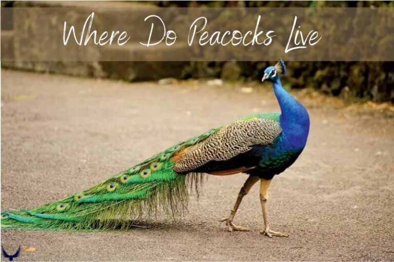 Where do Peacocks Live & Where are Peacocks Native to? 2024