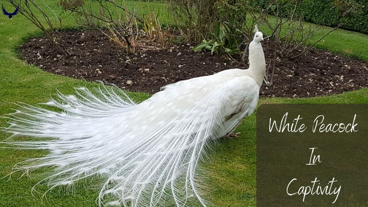 White Peacocks: Facts, Life Span, Symbolism, & Cost (2025)