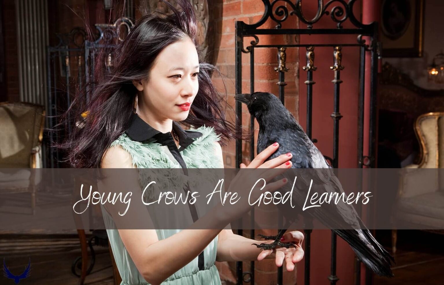 Can Crows Talk Like Human and Parrot? Discover Facts (2025)