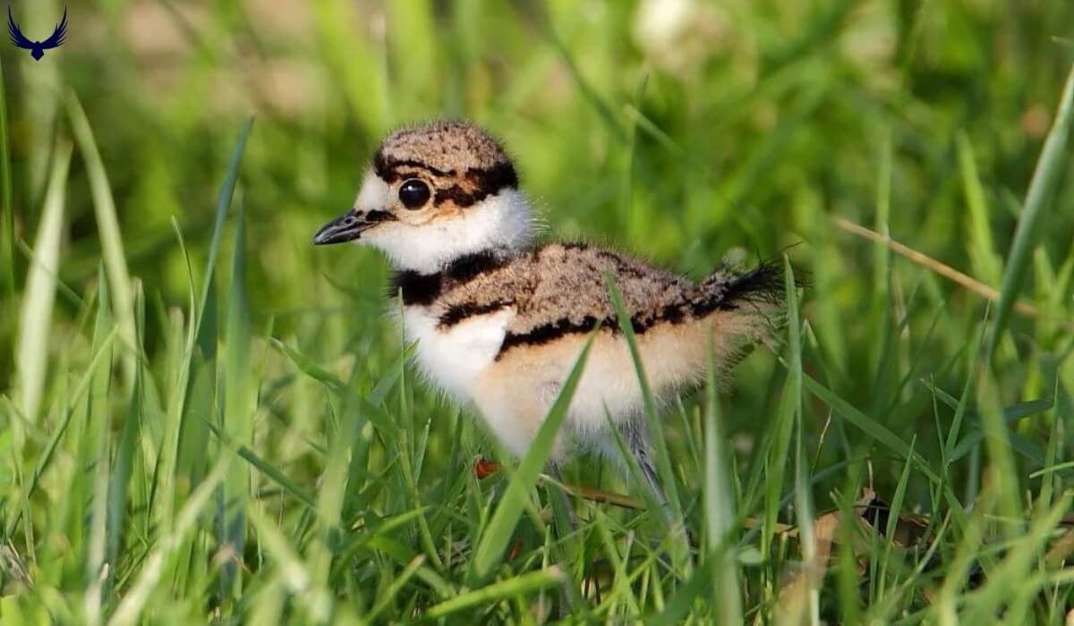 18 Most Common Birds of Michigan: Raptors to Songbirds