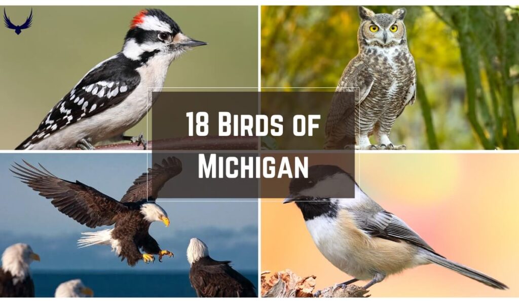 18 Most Common Birds of Michigan: Raptors to Songbirds
