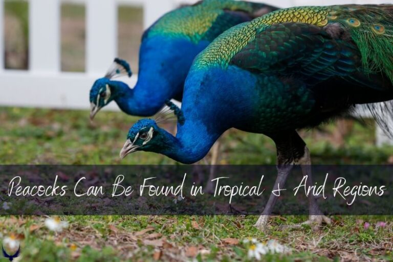 Where do Peacocks Live & Where are Peacocks Native to? 2024
