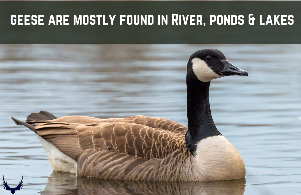 Swan vs Goose – Two Feathered Rivals Comparison 2025