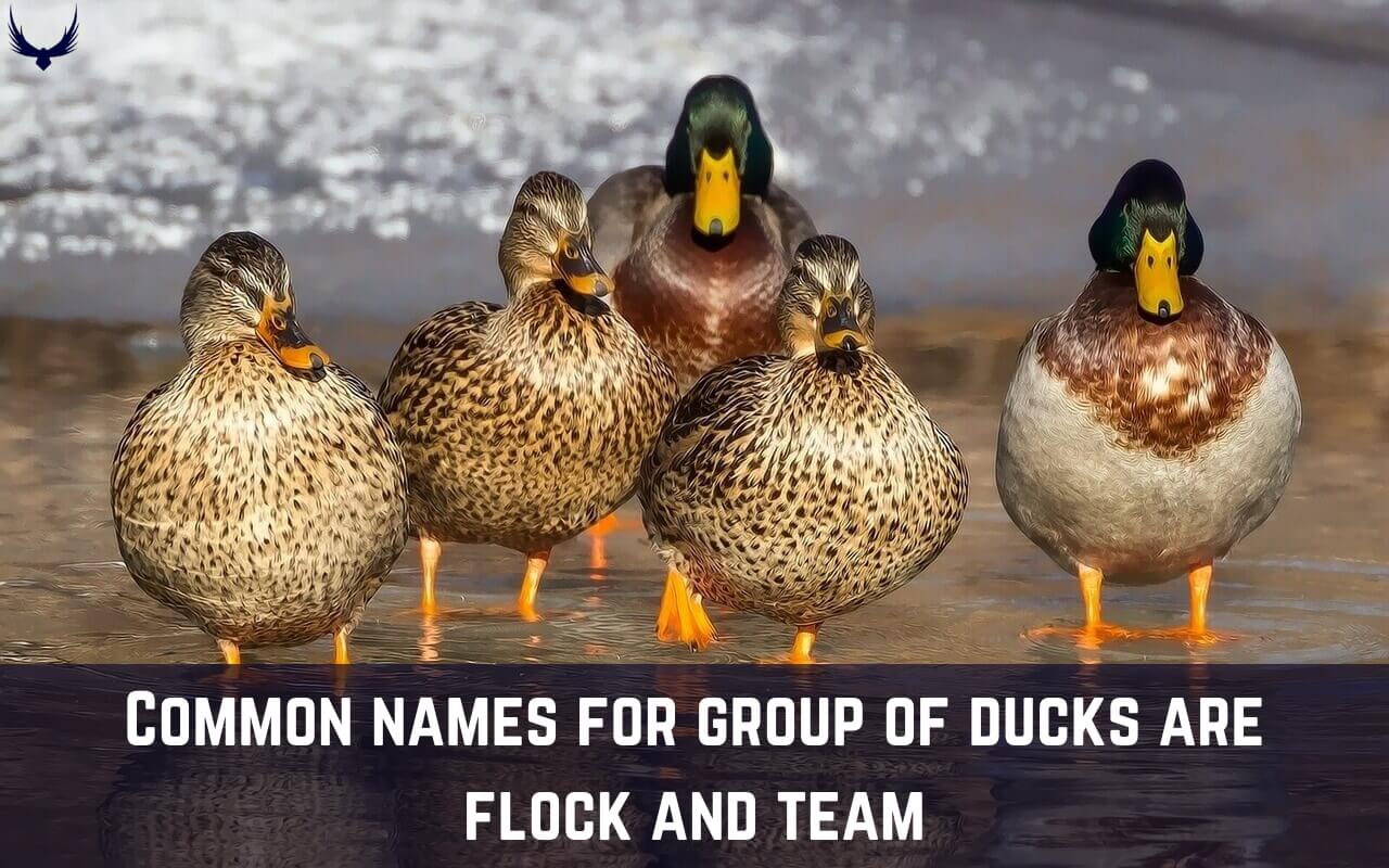 Amazing What Is A Group Ducks Called Pictures