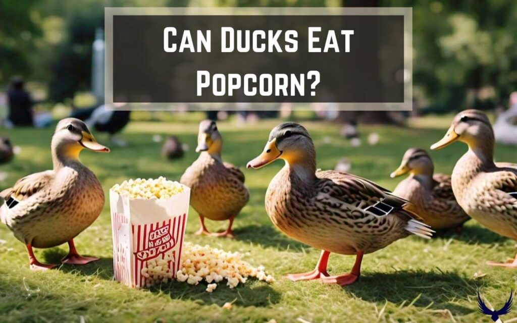 Can Ducks Eat Popcorn? Nutritional Benefits & Risks 2025