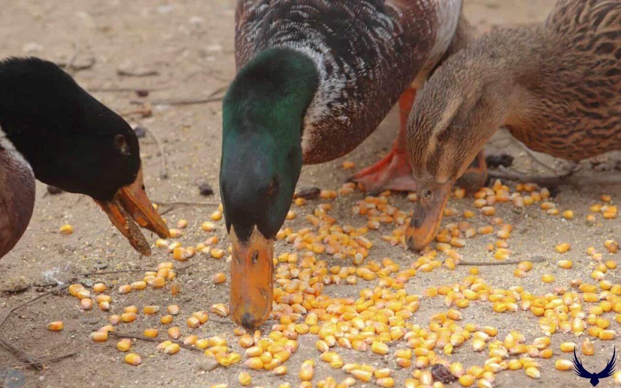 Can Ducks Eat Popcorn? Nutritional Benefits & Risks 2025