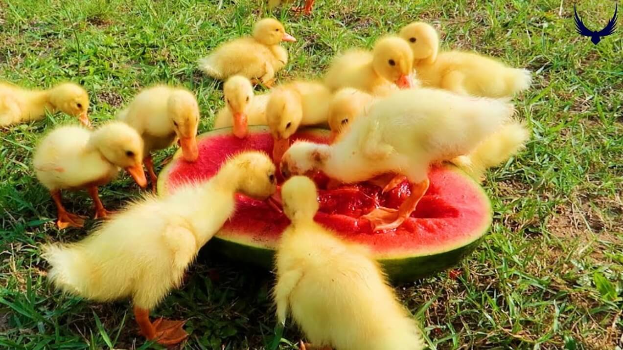 Can Ducks Eat Watermelon? Nutritional Benefits & Risks 2025