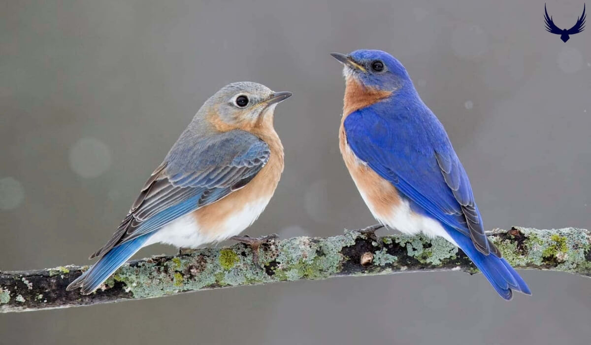 Seeing a Blue Bird Meaning & Symbolism (Symbol of Freedom)