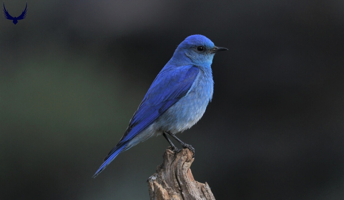 Seeing a Blue Bird Meaning & Symbolism (Symbol of Freedom)