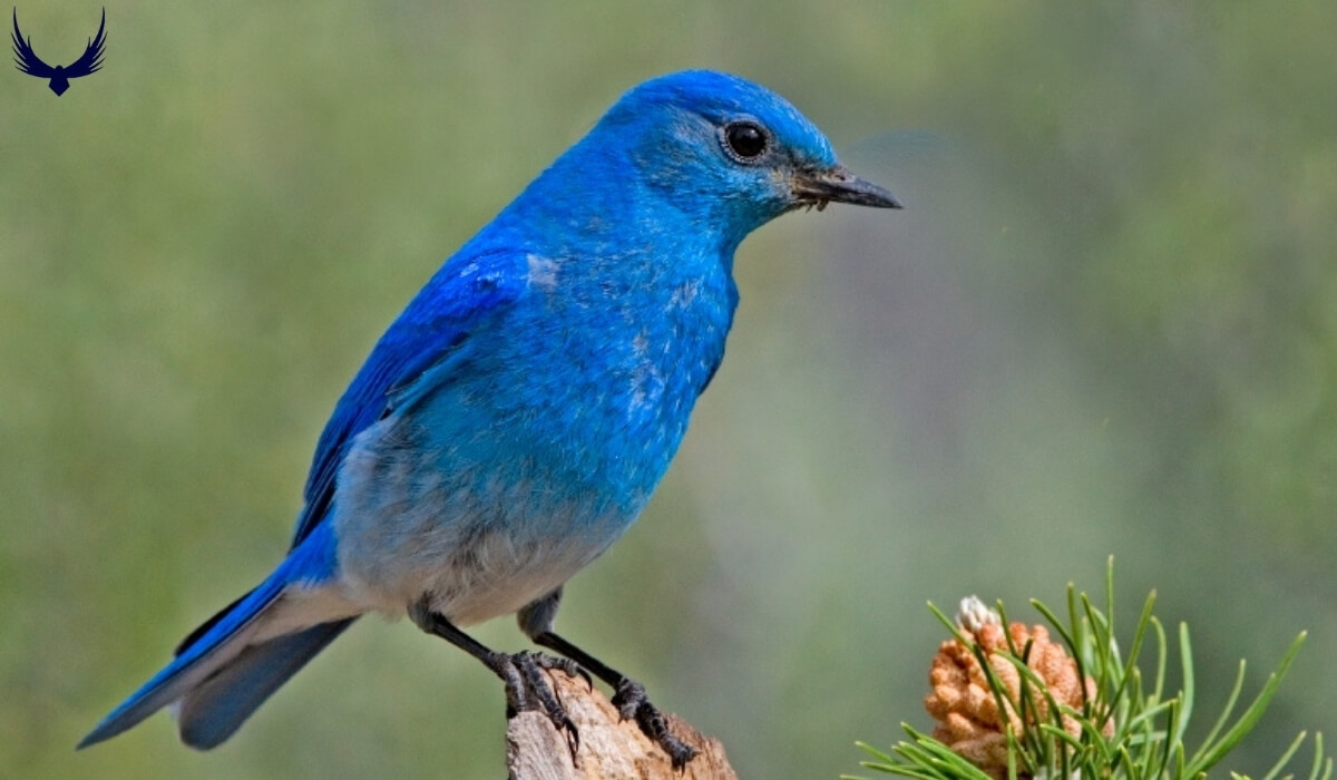 Seeing a Blue Bird Meaning & Symbolism (Symbol of Freedom)