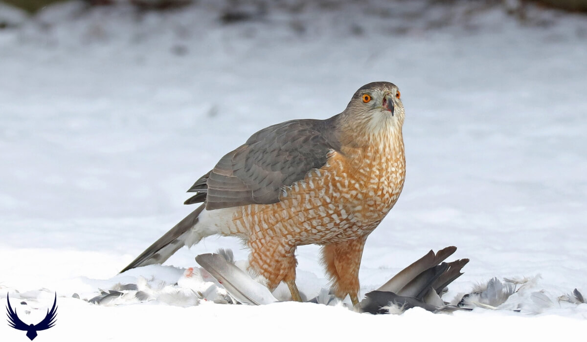 7 Types of Hawks in Georgia & Where to See these Hawks?