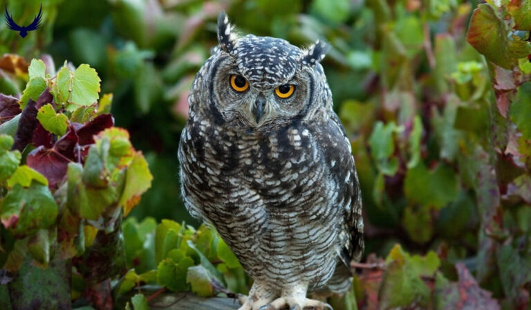 Do Owls Hibernate or Migrate? Learn Their Seasonal Behavior